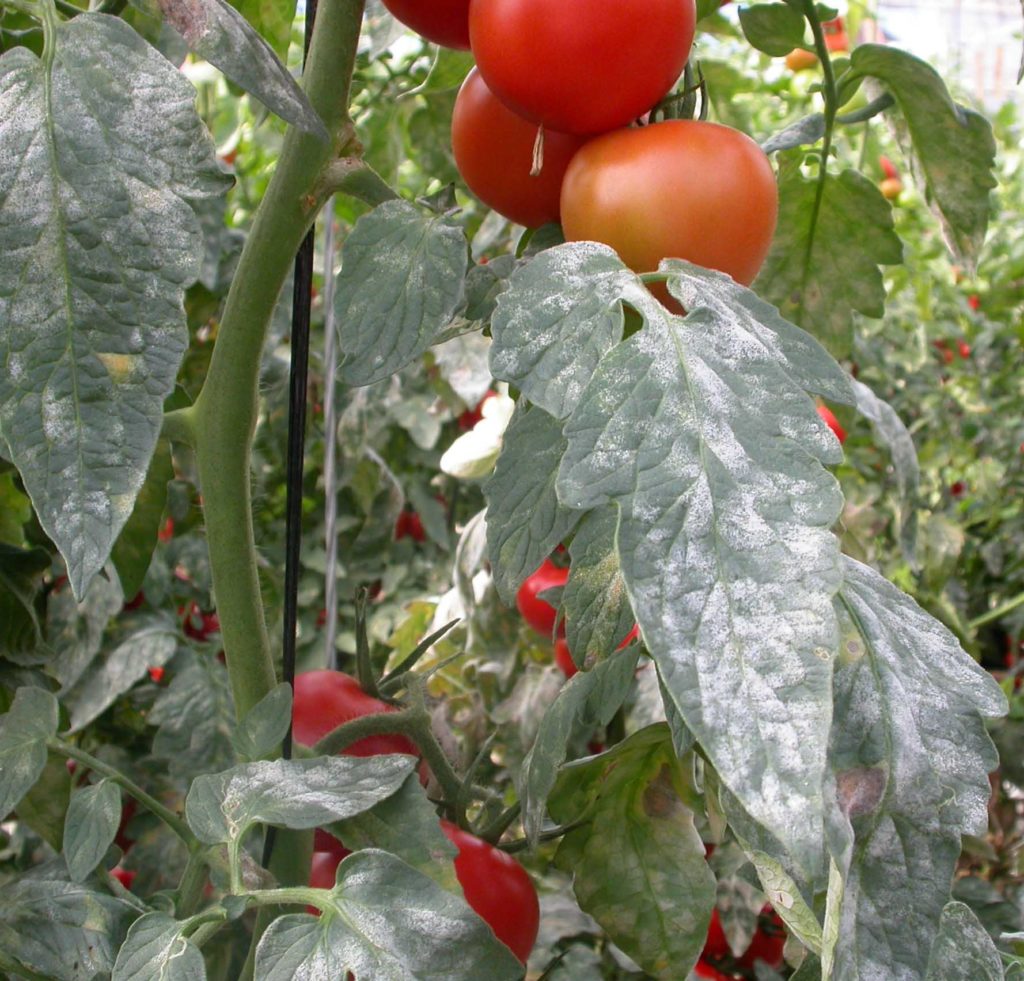 oidio tomate « Phytest Hispania
